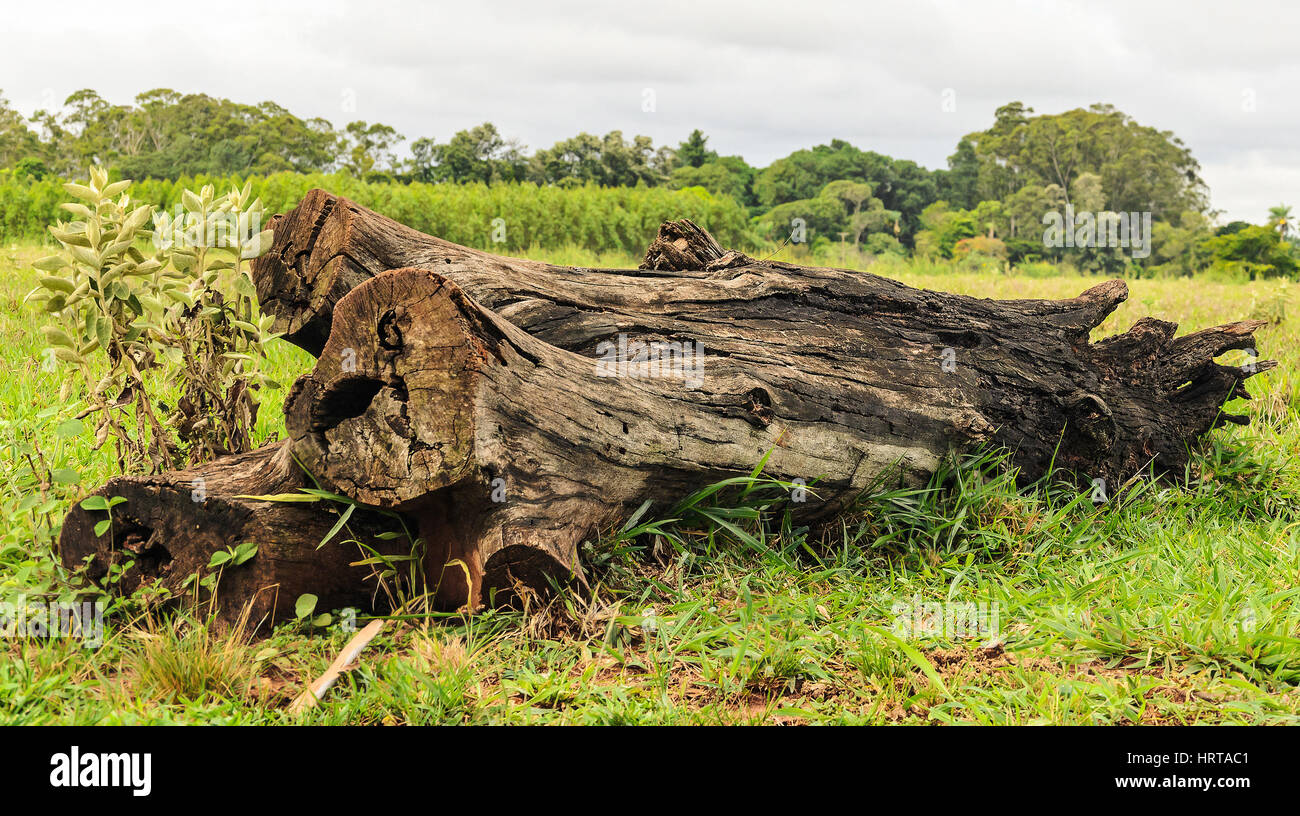 Fallen tree trunk in the grass. Cut and burned log Stock Photo - Alamy