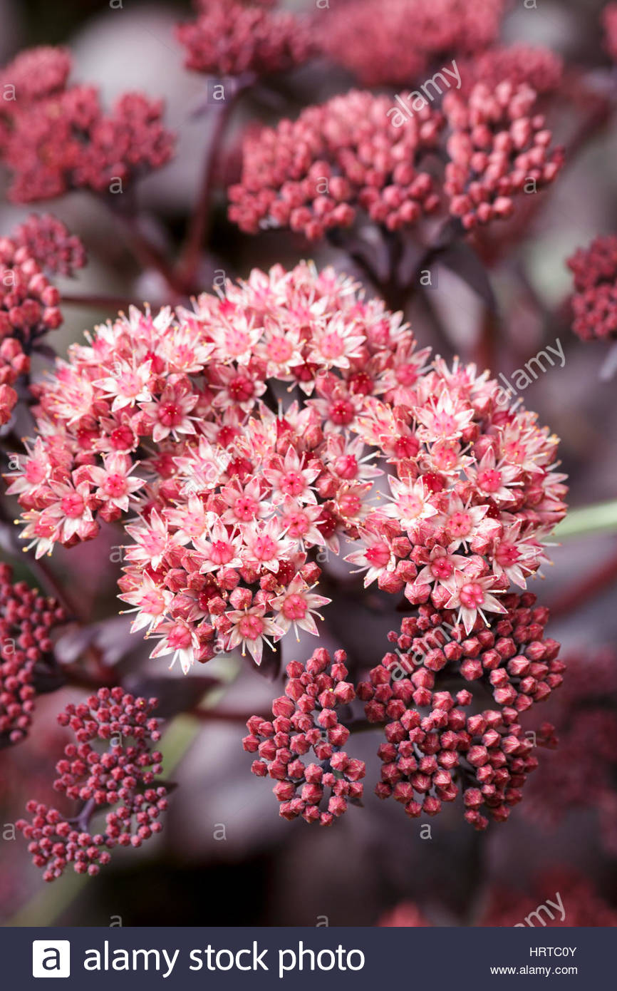 Sedum Purple Emperor Stock Photos & Sedum Purple Emperor Stock Images ...