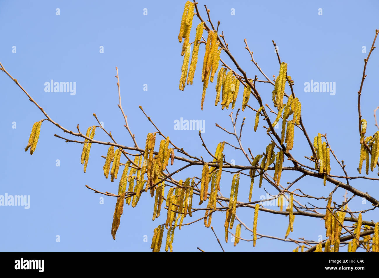 Flowering hazel hazelnut. Hazel catkins on branches Stock Photo - Alamy