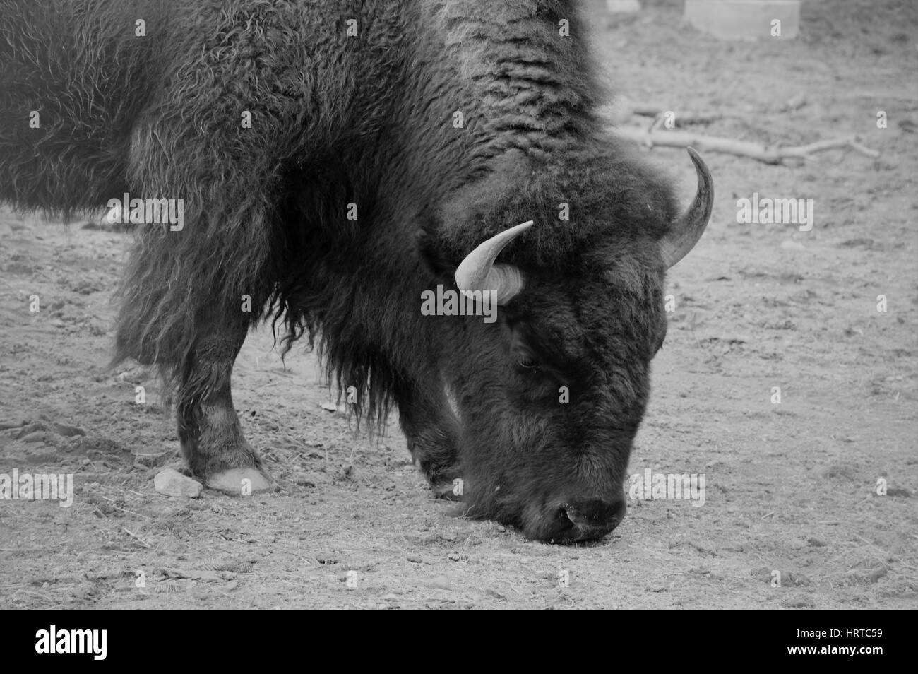 Bison head Black and White Stock Photos & Images - Alamy