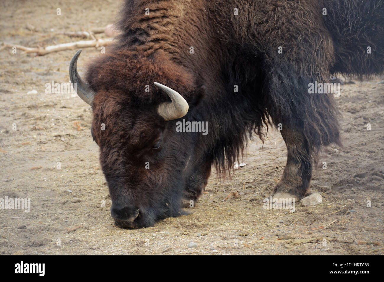 Bison face close hi-res stock photography and images - Alamy