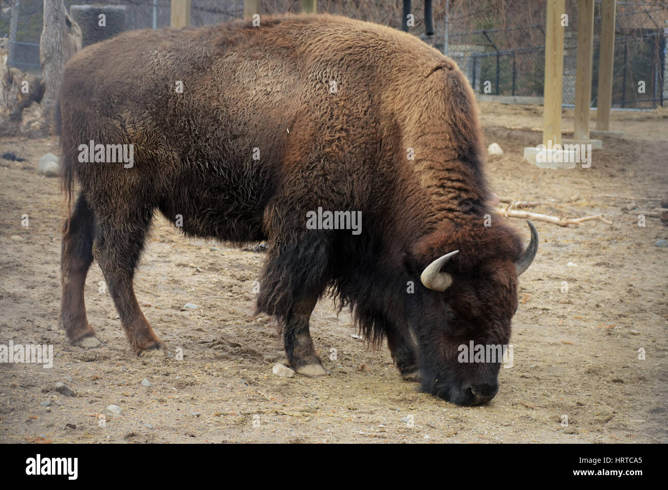 Bison face close hi-res stock photography and images - Alamy