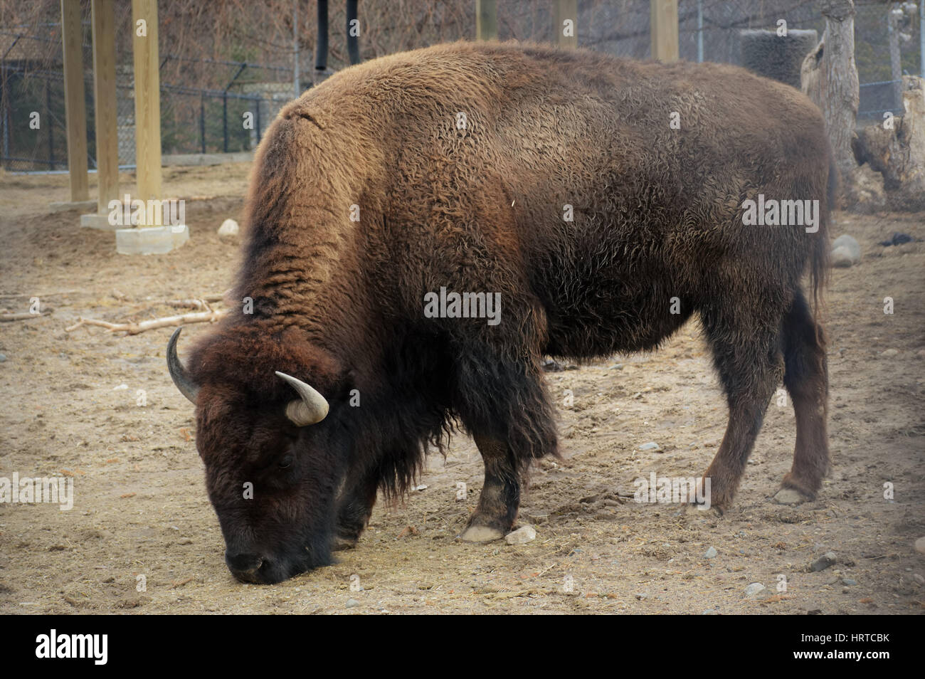 Bison face close hi-res stock photography and images - Alamy