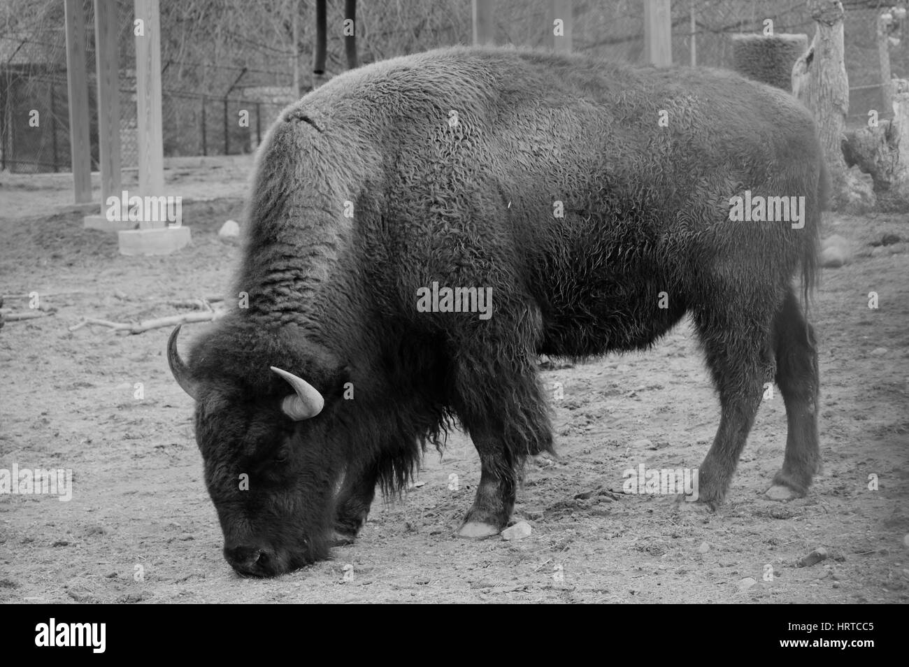American bison Black and White Stock Photos & Images - Alamy