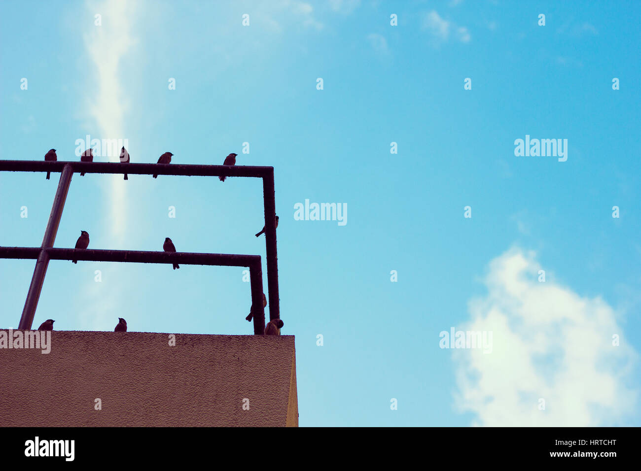 Rooftop Railings Birds Blue Sky Stock Photo - Alamy