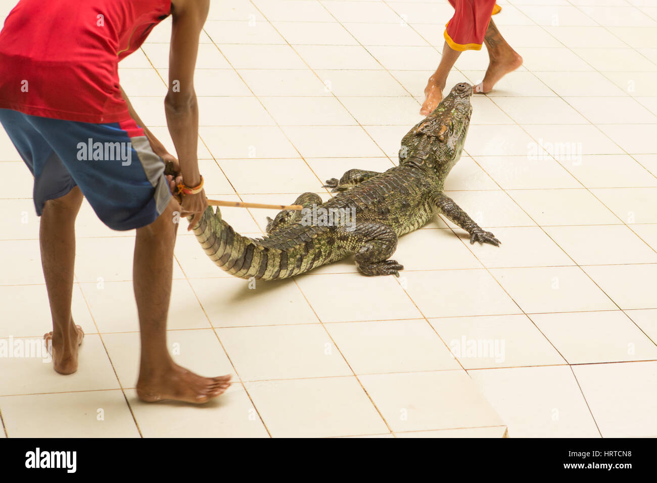 Crocodile handler hi-res stock photography and images - Alamy