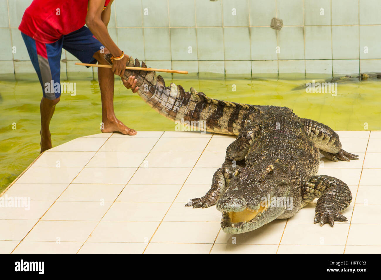 Thailand, zoo Show of crocodiles at Crocodile Farm Stock Photo - Alamy