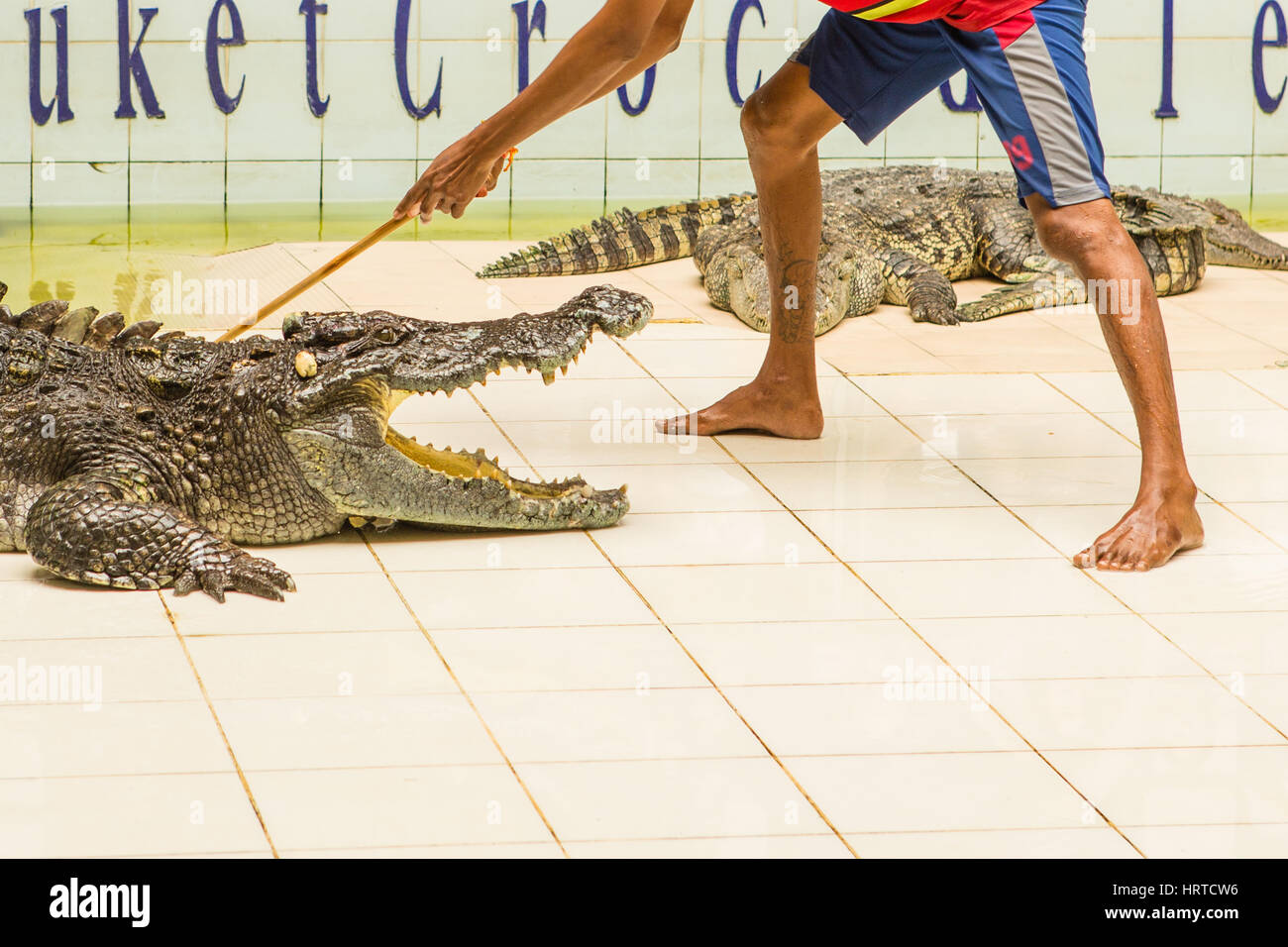Thailand, zoo Show of crocodiles at Crocodile Farm Stock Photo - Alamy