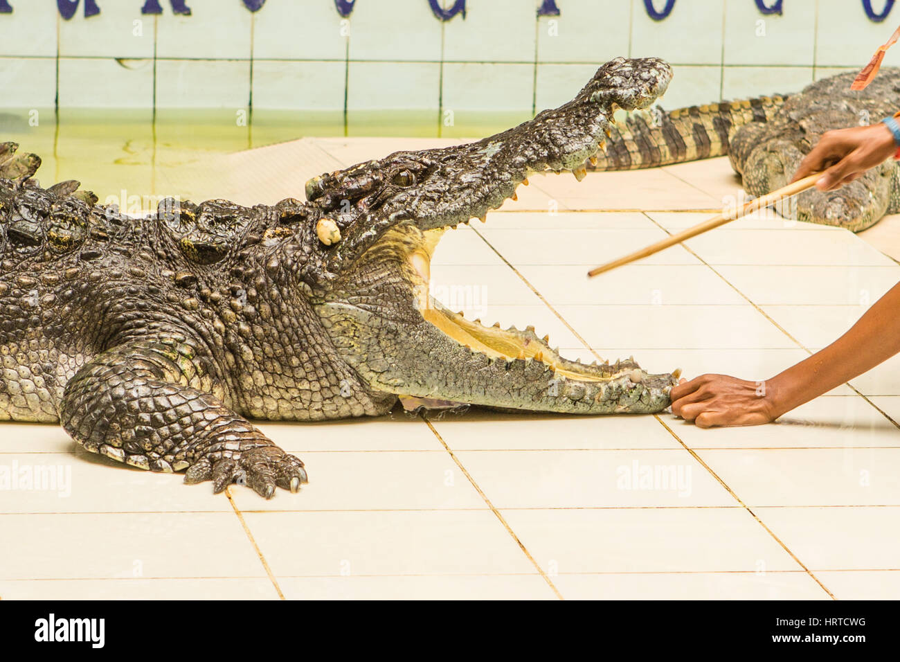 Zoo show reptile hi-res stock photography and images - Alamy
