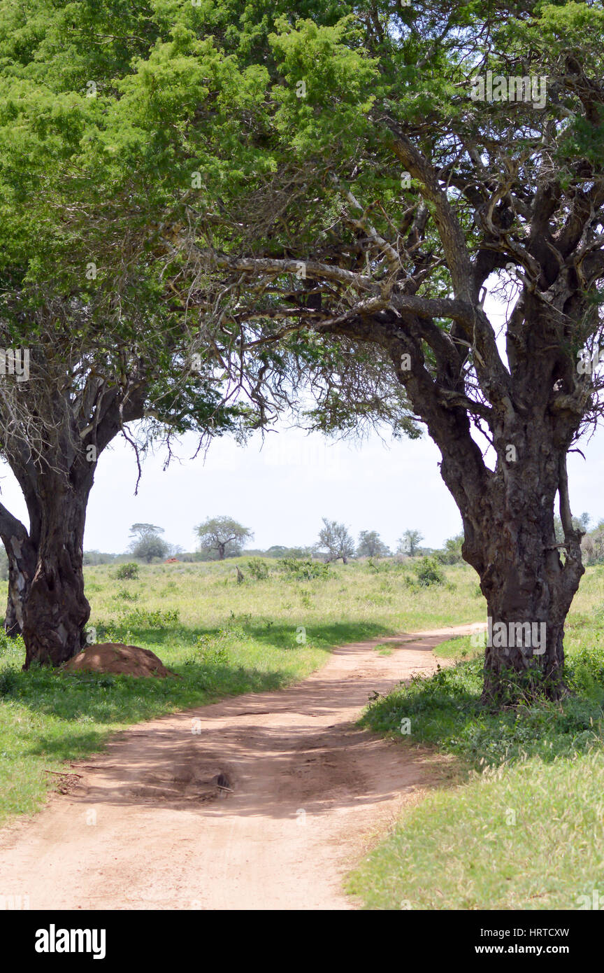 Trees in kenya hi-res stock photography and images - Alamy