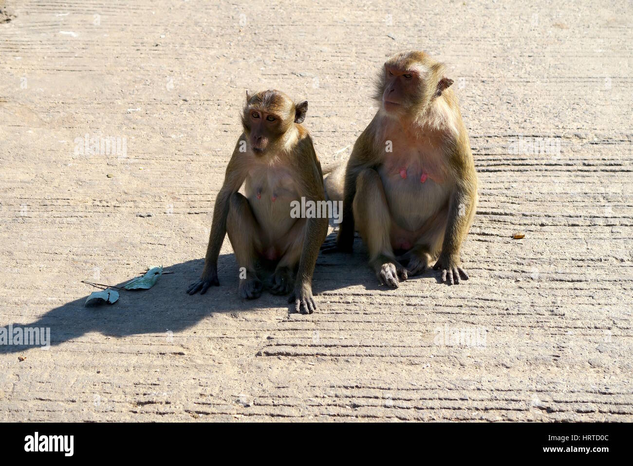 Two monkeys sitting on the floor in Thailand Stock Photo - Alamy