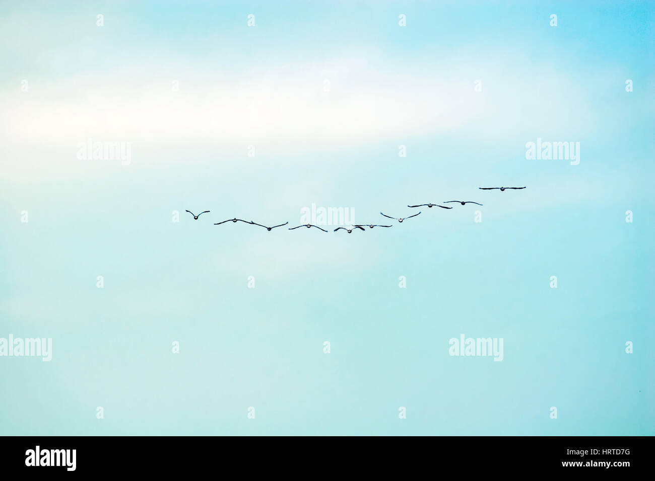 Blue sky with a flight of birds from behind Stock Photo - Alamy