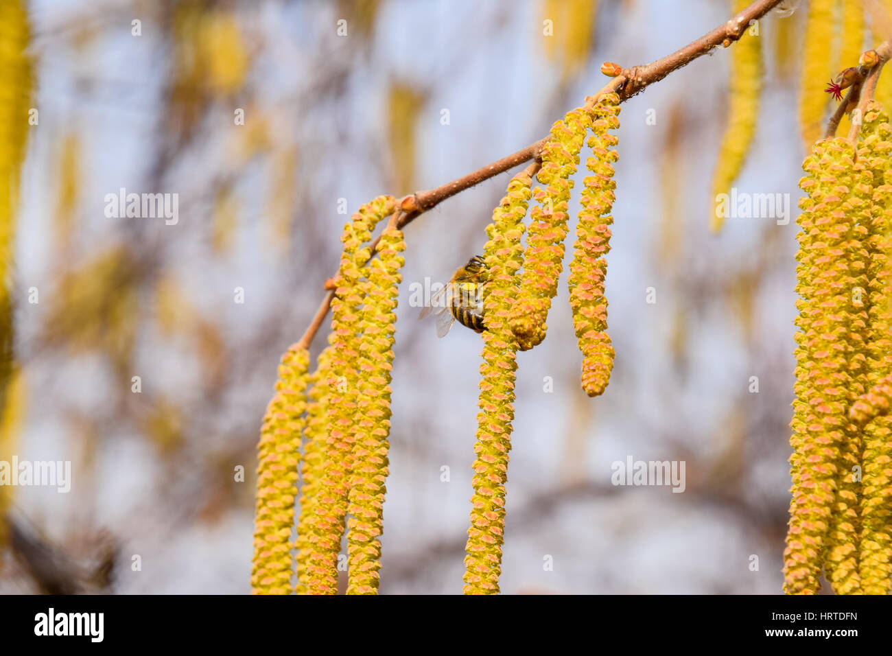 Pollination by bees earrings hazelnut. Flowering hazel hazelnut. Hazel ...