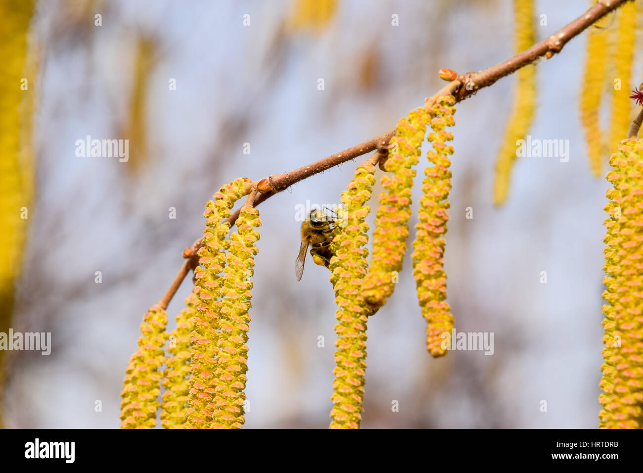 Pollination by bees earrings hazelnut. Flowering hazel hazelnut. Hazel ...