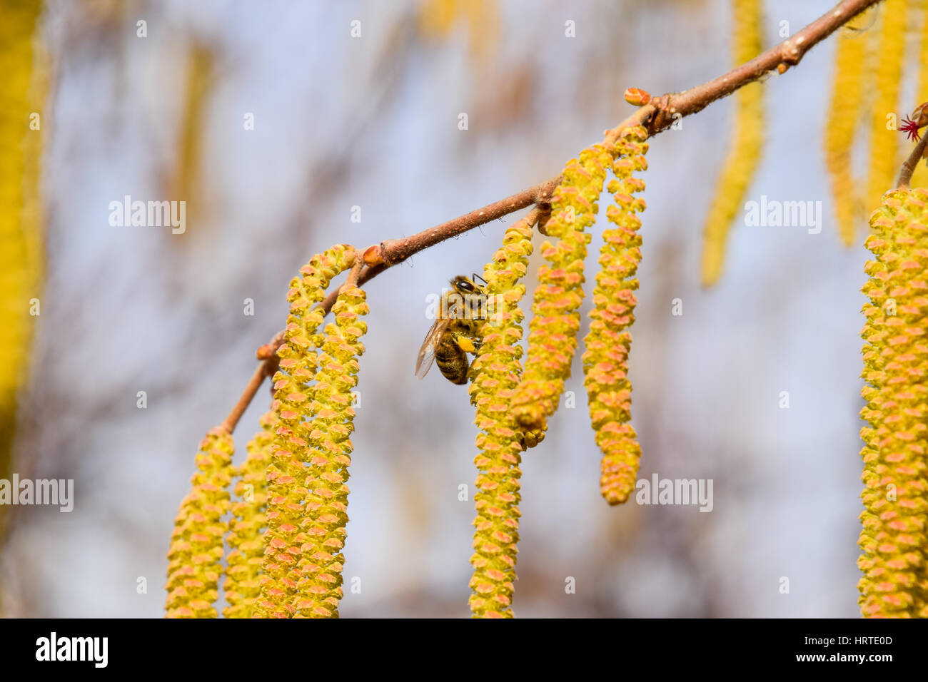 Pollination by bees earrings hazelnut. Flowering hazel hazelnut. Hazel ...