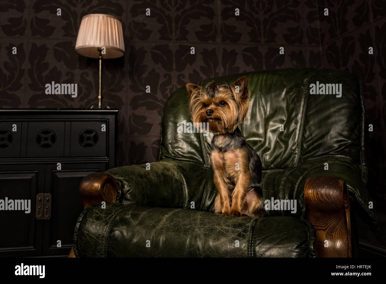 Small Dog on posh sofa Stock Photo - Alamy