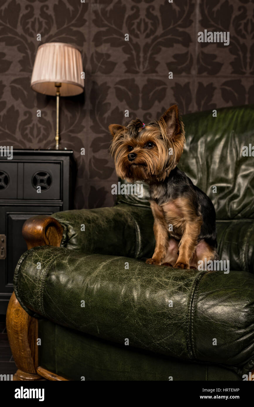 Small Dog on posh sofa Stock Photo - Alamy