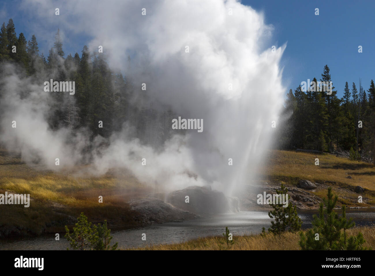 Riverside Geyser in Upper Geyser Basin erupting into the Firehole River ...