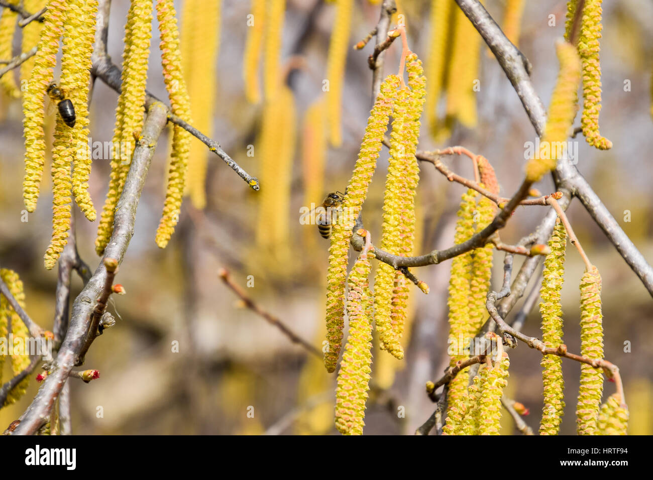 Pollination by bees earrings hazelnut. Flowering hazel hazelnut. Hazel ...