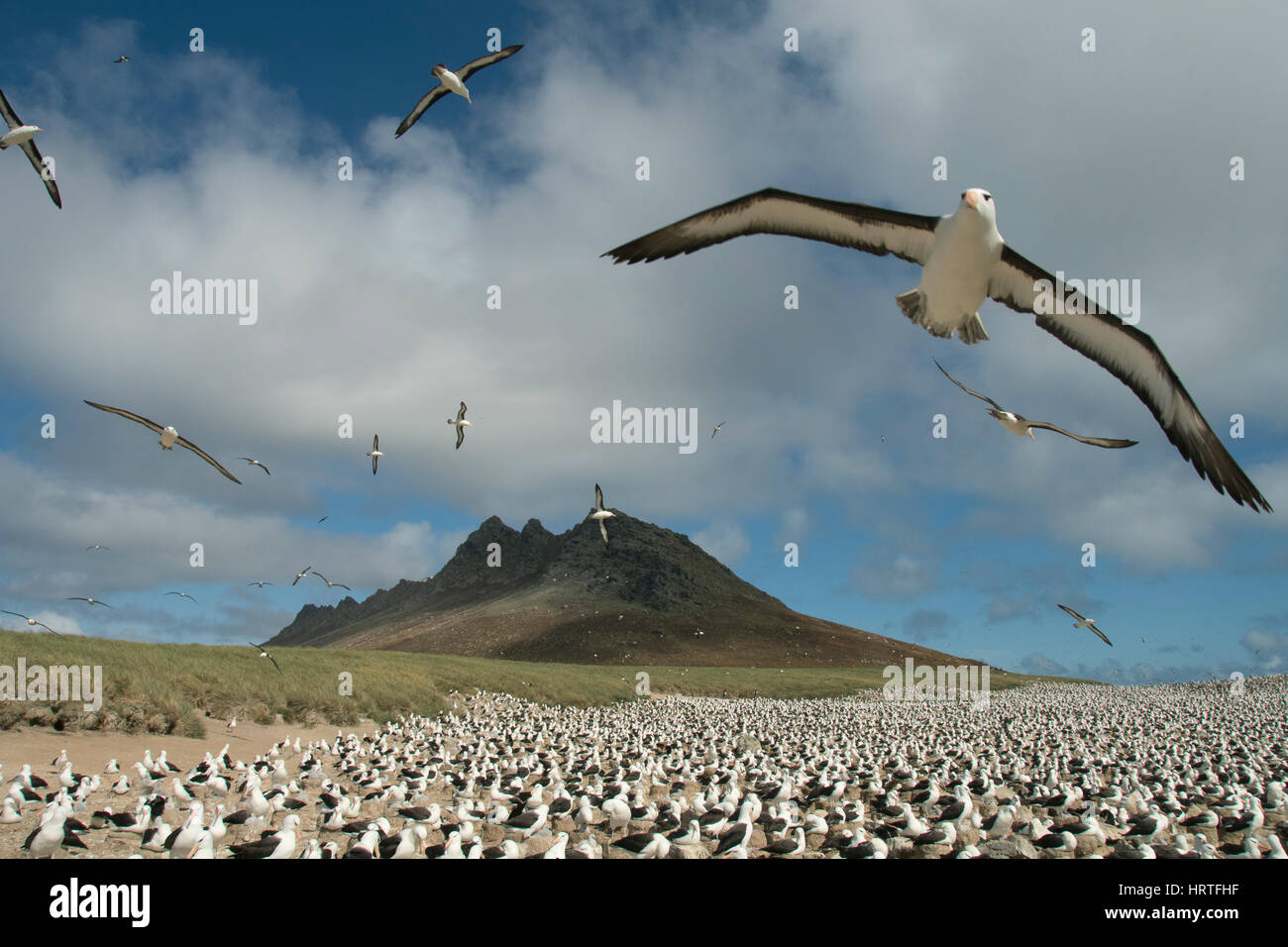 Albatross flying falkland islands hi-res stock photography and images ...