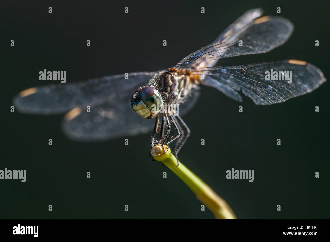 A dragon fly on a plant Stock Photo - Alamy