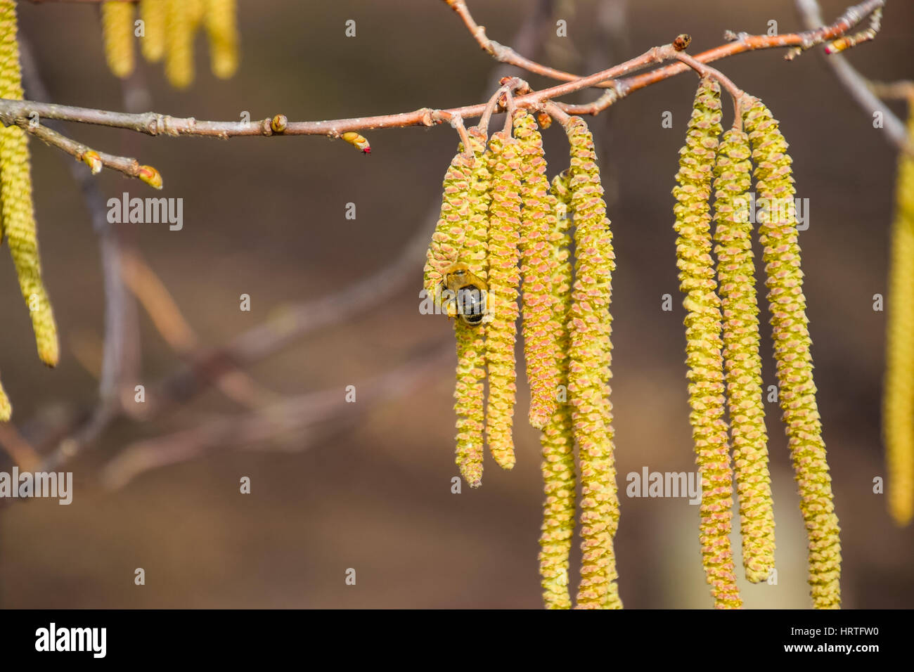 Pollination by bees earrings hazelnut. Flowering hazel hazelnut. Hazel ...
