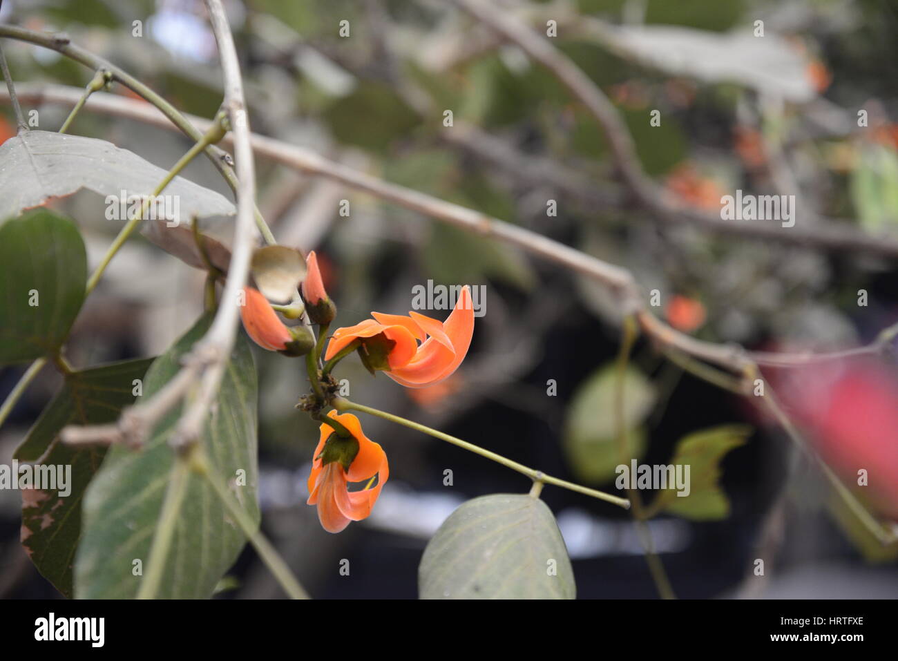 Indian butea hi-res stock photography and images - Alamy