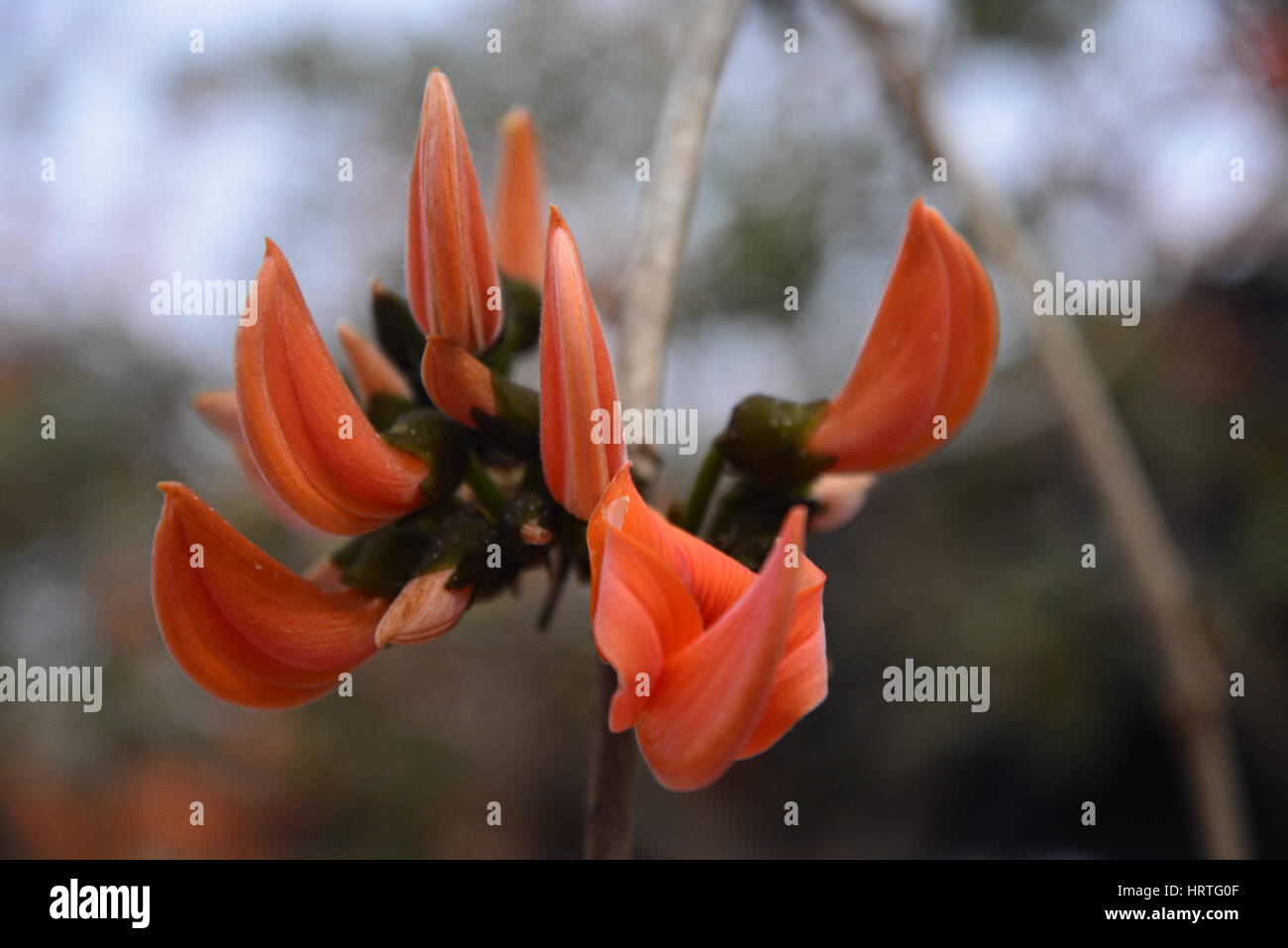Butea Monosperma, also known as “Flame of the forest” is in full bloom ...