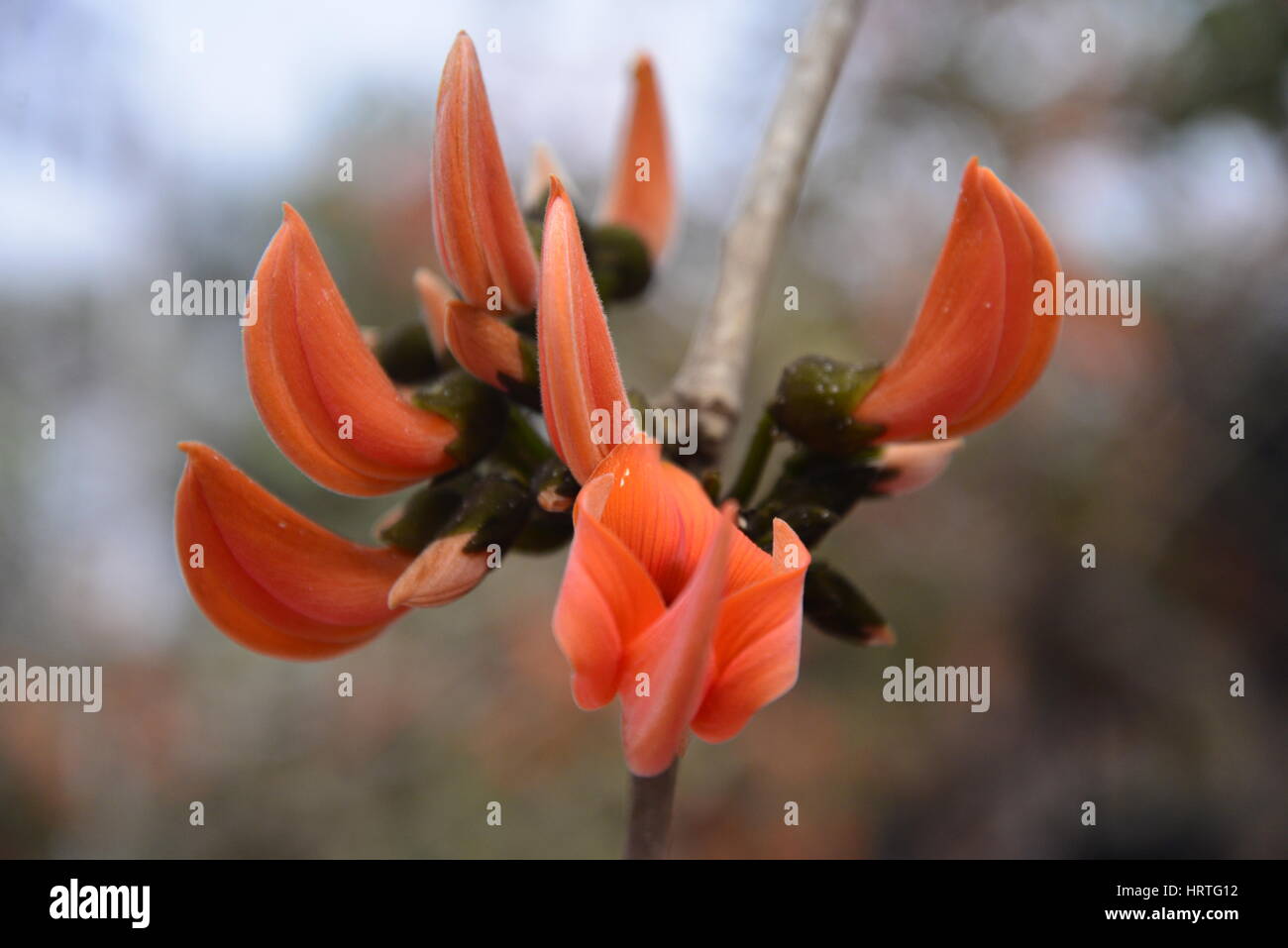 Butea monosperma in bangladesh hi-res stock photography and images - Alamy