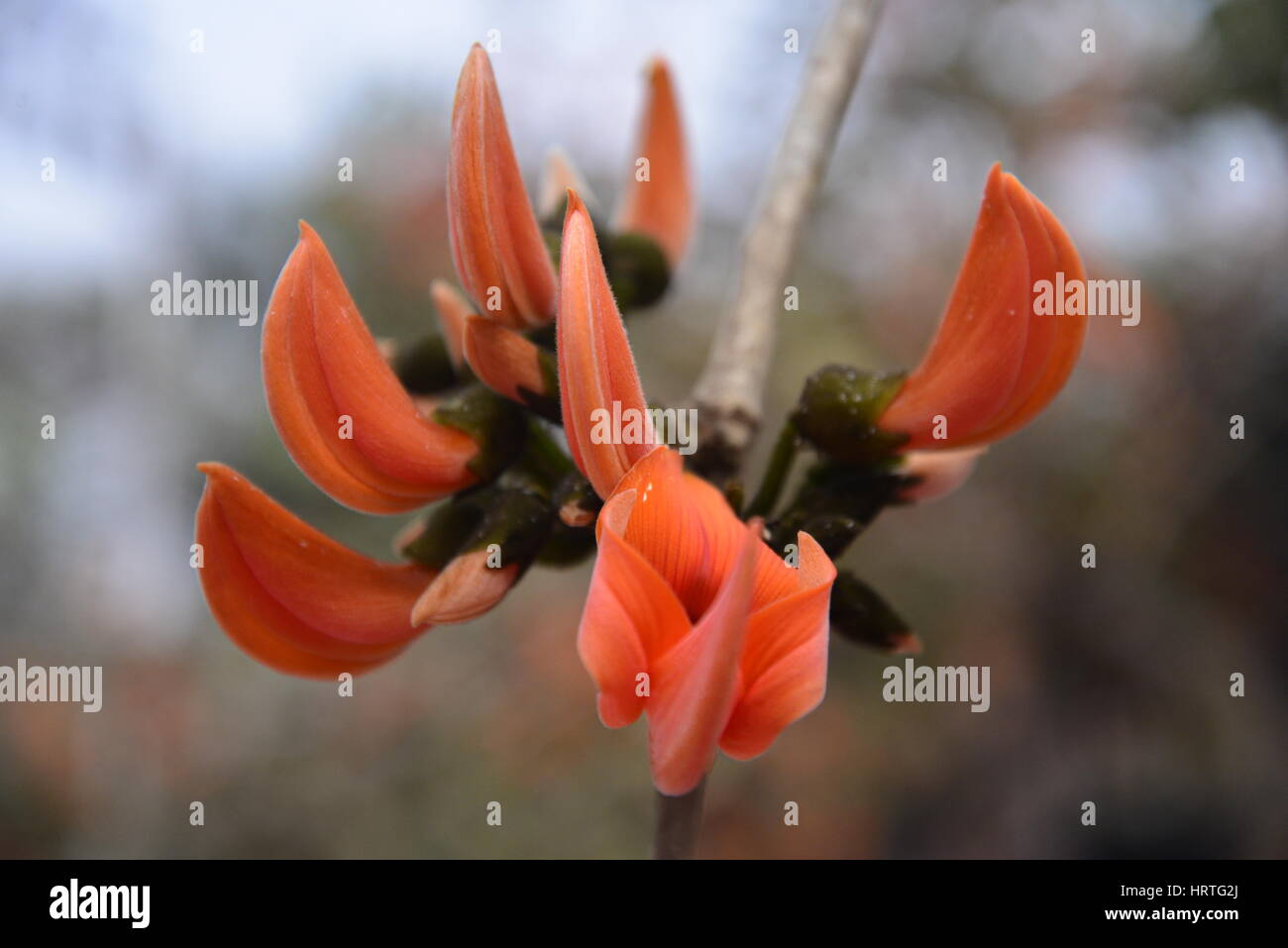 Butea Monosperma, also known as “Flame of the forest” is in full bloom ...