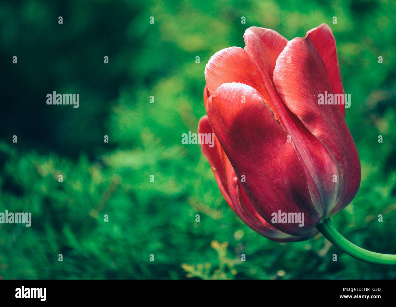 Blooms april may hi-res stock photography and images - Alamy