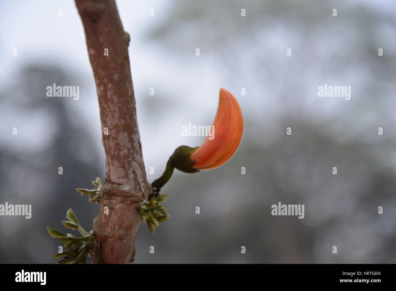Butea Monosperma, also known as “Flame of the forest” is in full bloom ...