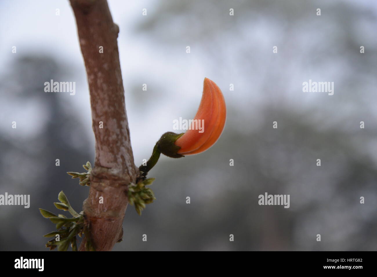 Butea Monosperma, also known as “Flame of the forest” is in full bloom ...