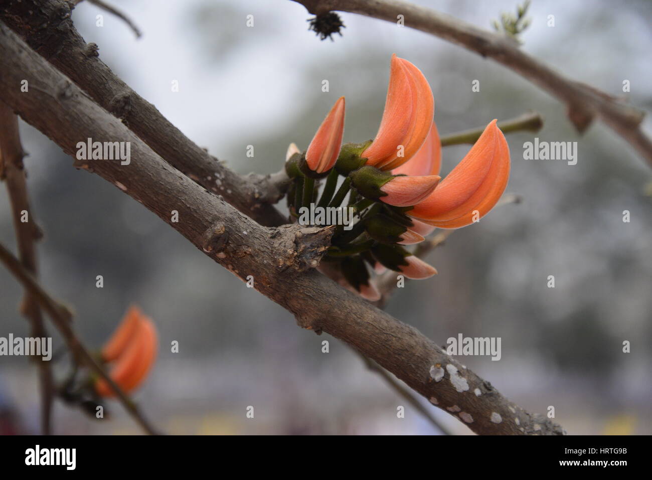 Butea Monosperma, also known as “Flame of the forest” is in full bloom ...