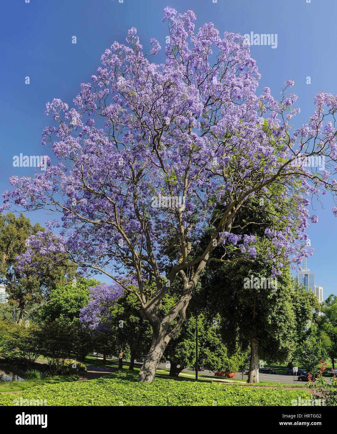 Ornamental rosewood tree hi-res stock photography and images - Alamy