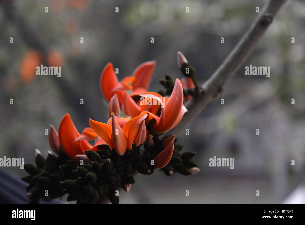 Butea Monosperma, also known as “Flame of the forest” is in full bloom ...