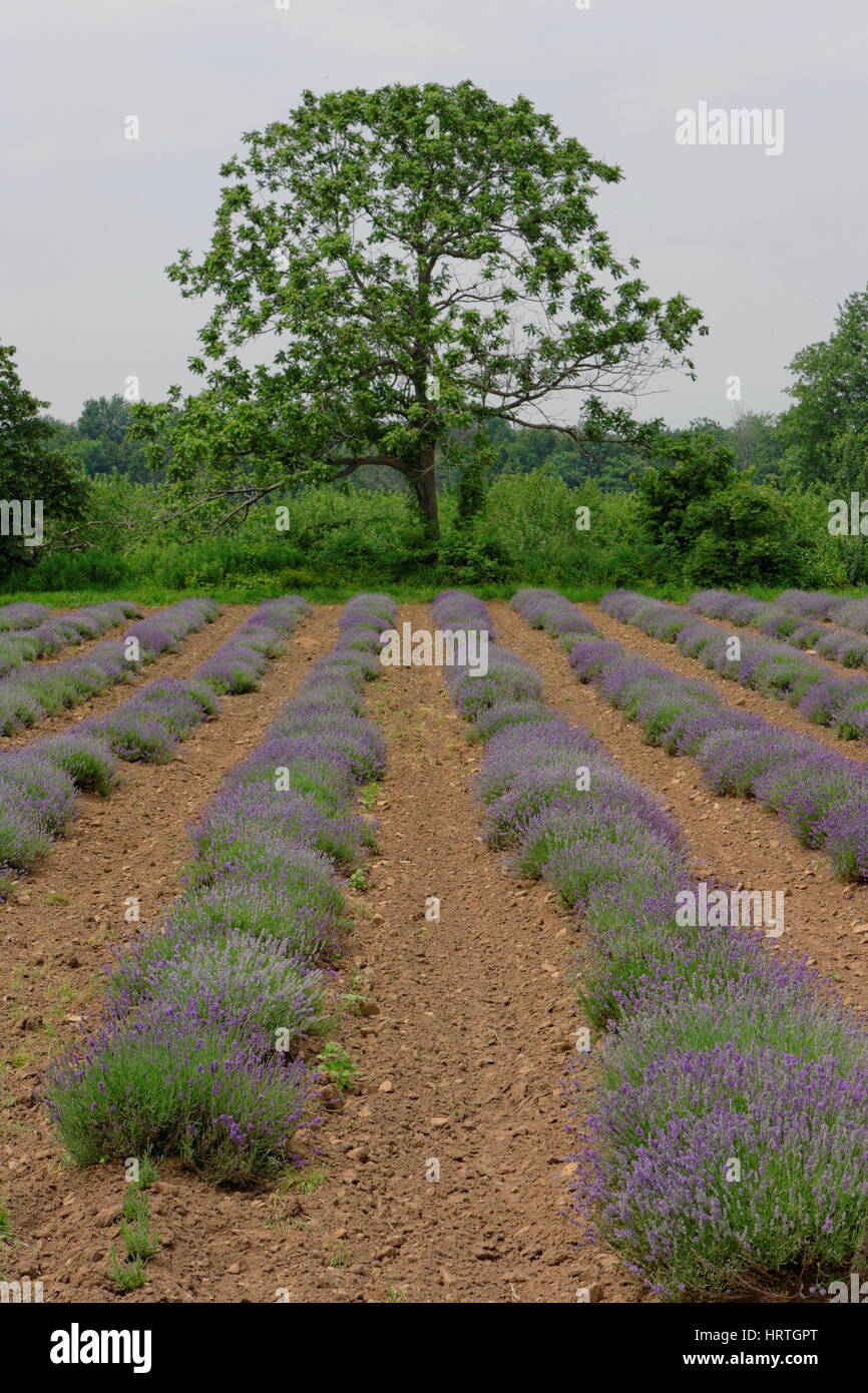 Rows of Lavender Stock Photo - Alamy