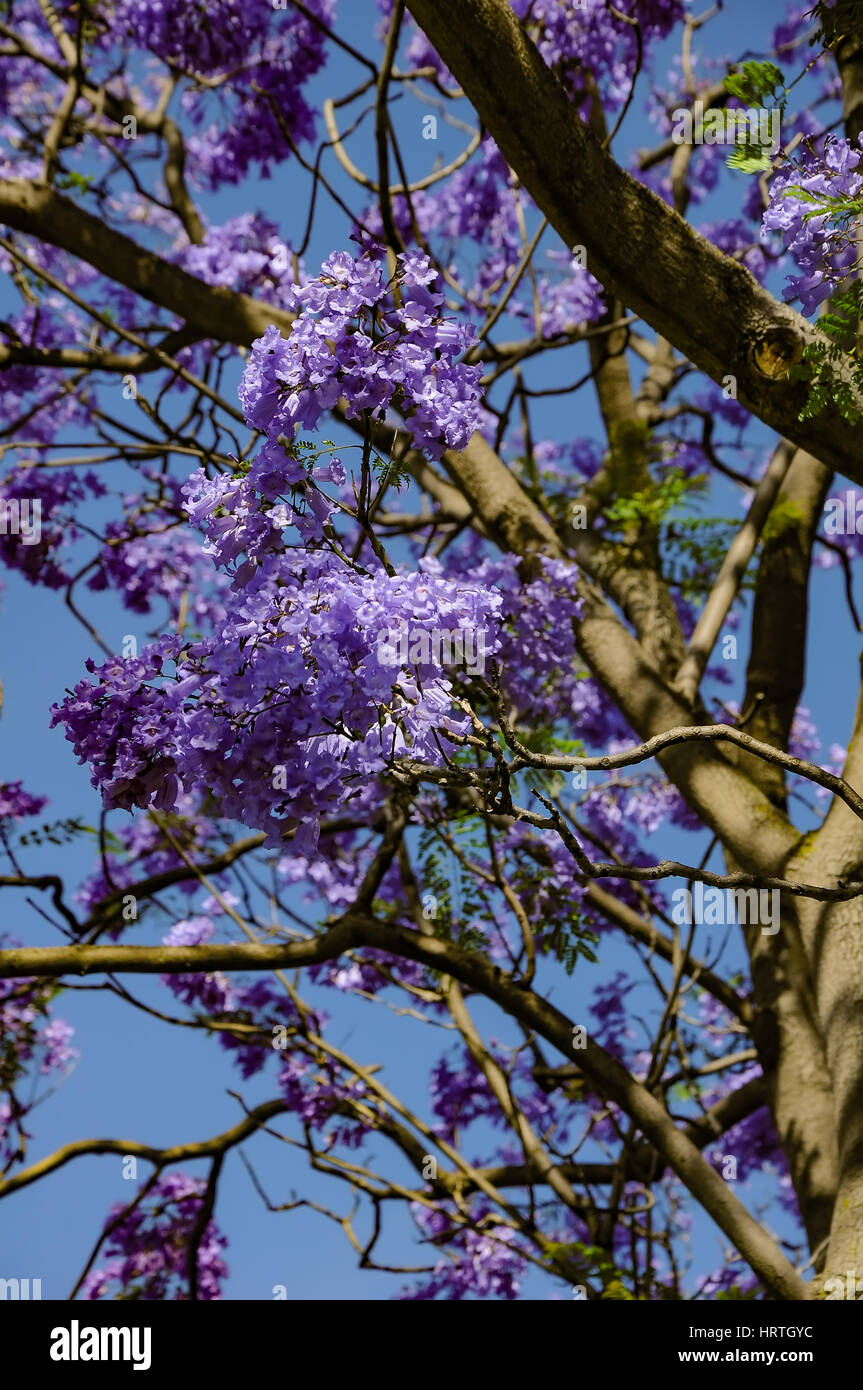 Jacaranda in the Royal Botanic gardens Melbourne Stock Photo - Alamy