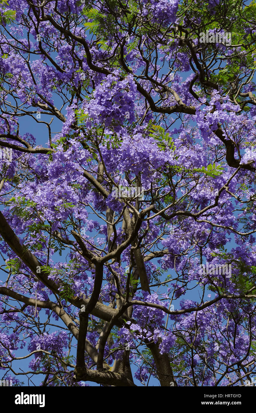 Jacaranda in the Royal Botanic gardens Melbourne Stock Photo - Alamy