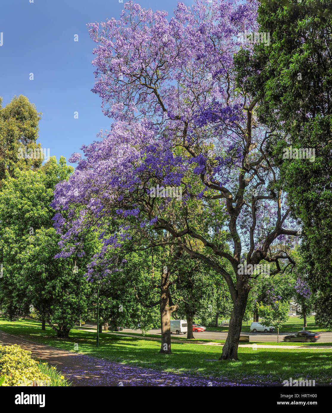 Ornamental rosewood tree hi-res stock photography and images - Alamy