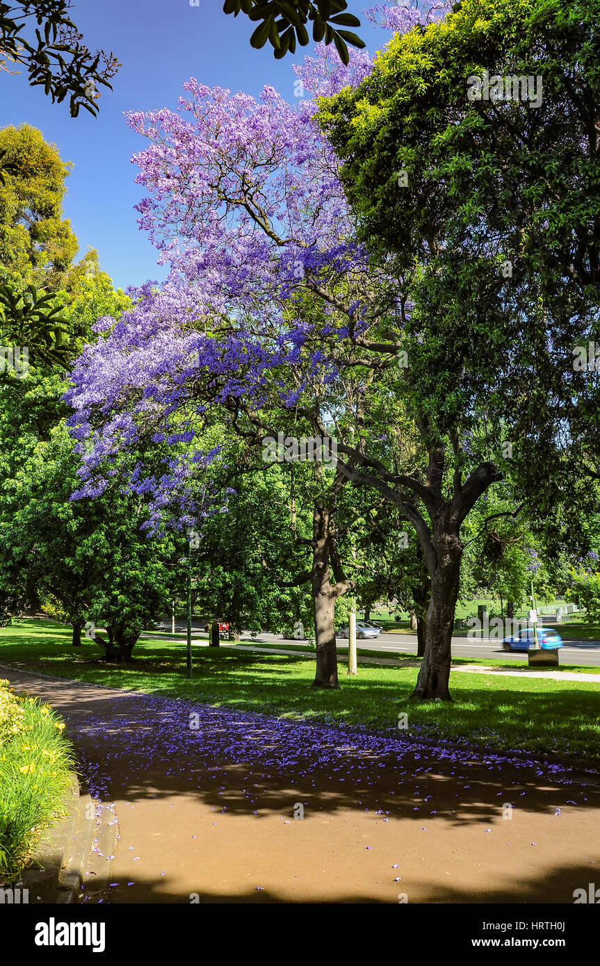 Ornamental rosewood tree hi-res stock photography and images - Alamy