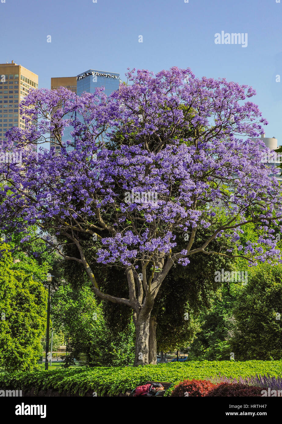 Ornamental rosewood tree hi-res stock photography and images - Alamy