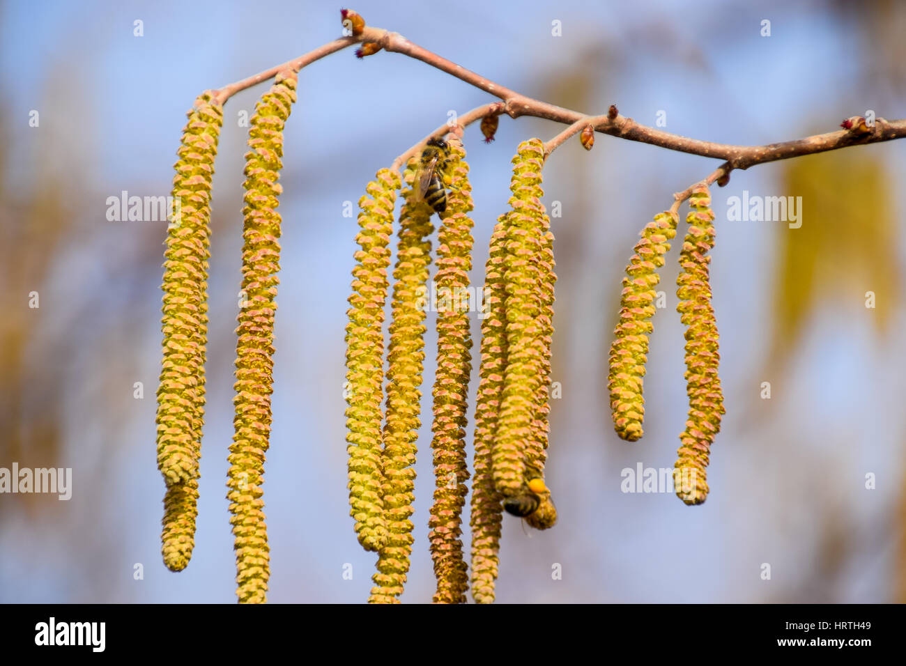 Pollination by bees earrings hazelnut. Flowering hazel hazelnut. Hazel ...
