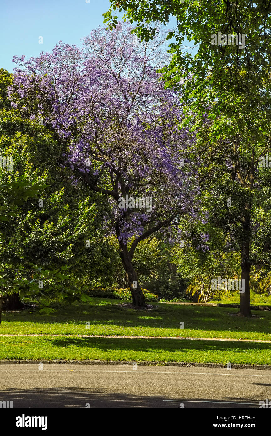 Genus bignoniaceae hi-res stock photography and images - Alamy