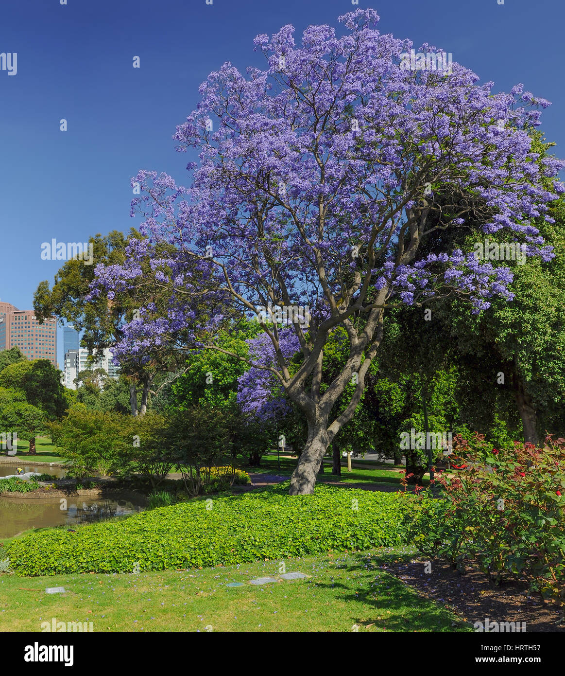 Genus jacaranda hi-res stock photography and images - Alamy