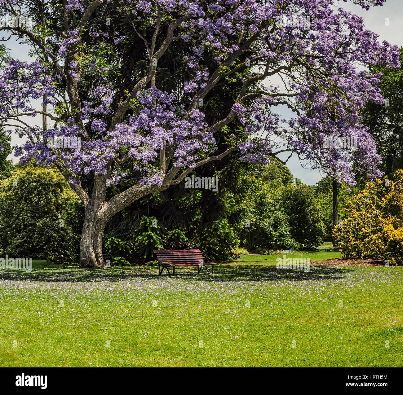 Genus jacaranda hi-res stock photography and images - Alamy