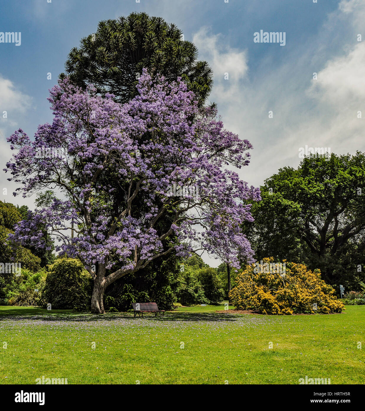 Jacaranda is a genus of plants of the family Bignoniaceae Stock Photo ...