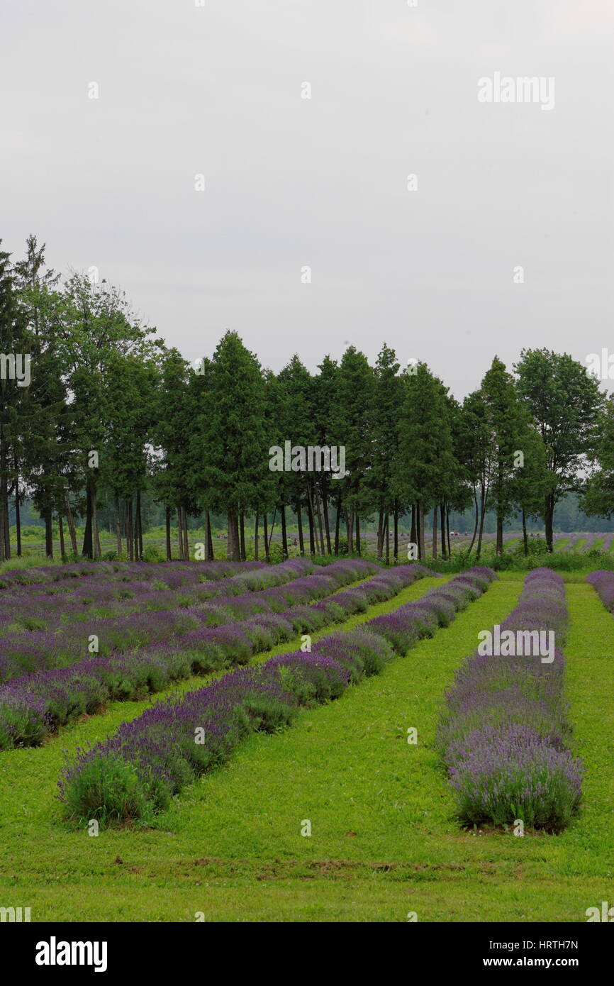 Rows of Lavender Stock Photo - Alamy