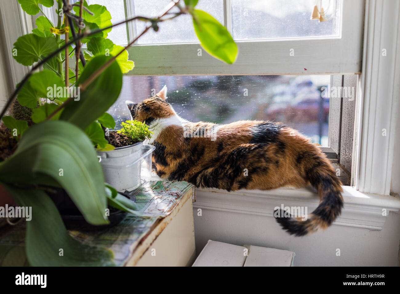Interior house looking on to garden hi-res stock photography and images ...