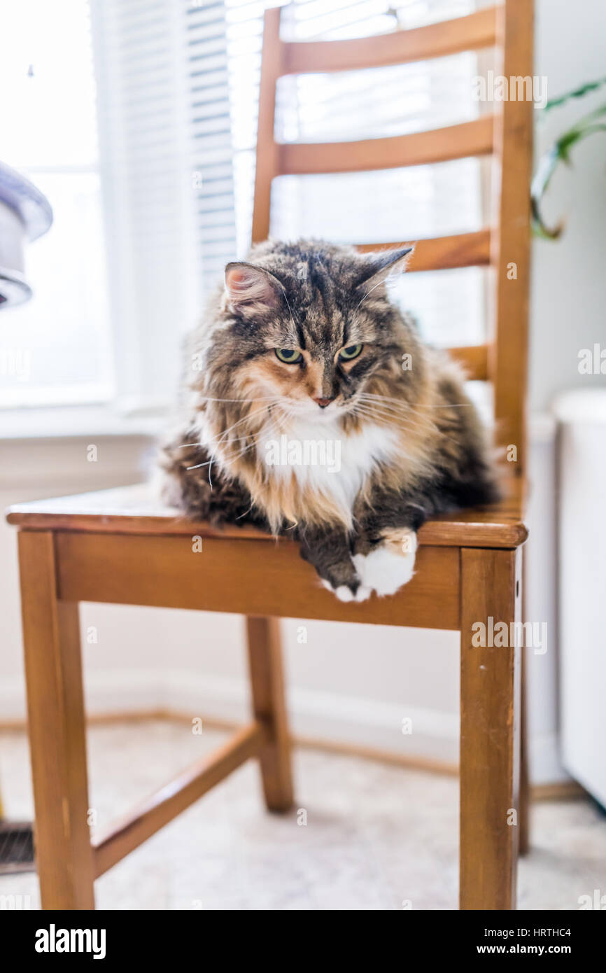 Closeup portrait of calico maine coon cat lying down on wooden chair by ...